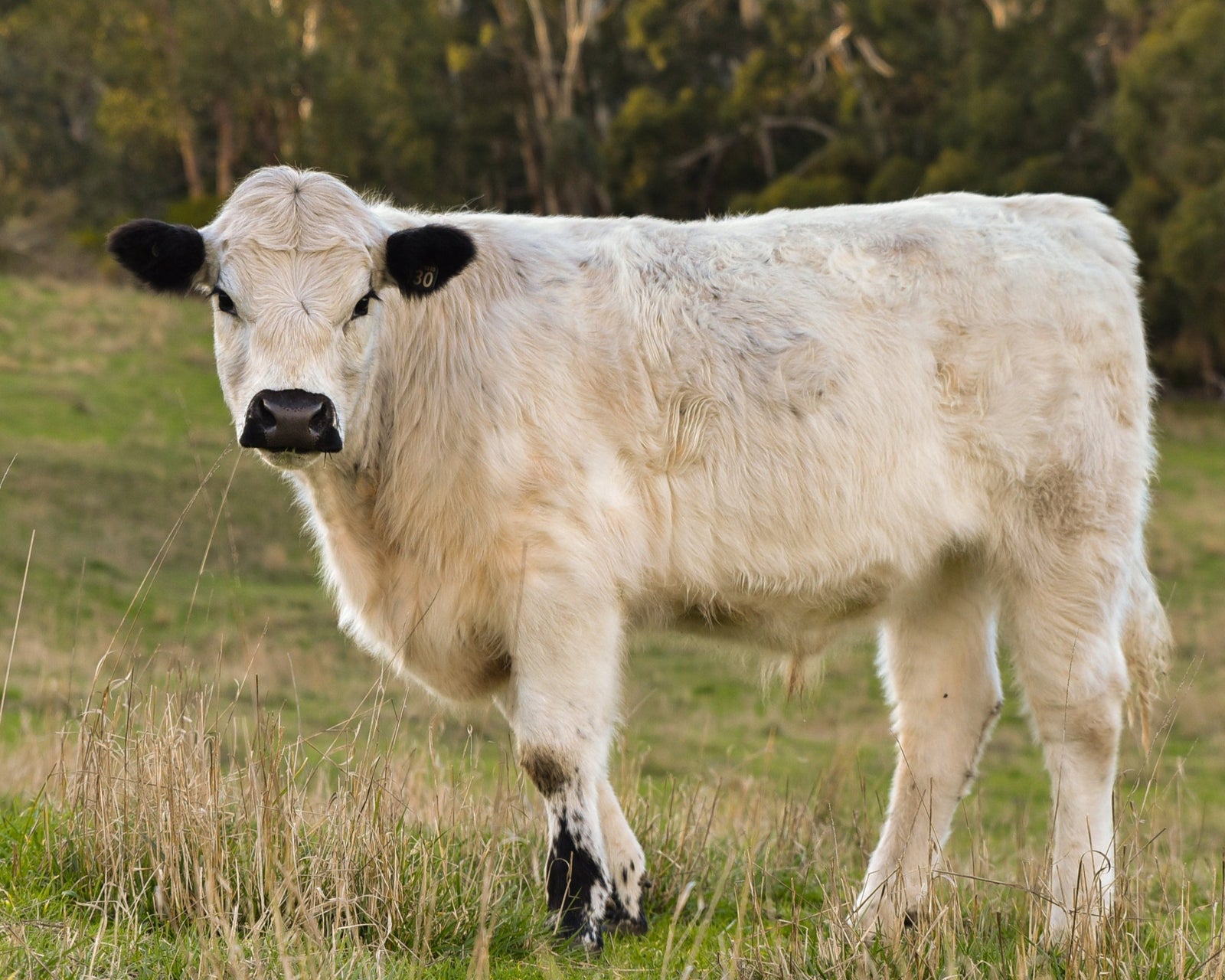 Speckle Valley Beef | Premium Grass-Fed Beef from the Adelaide Hills