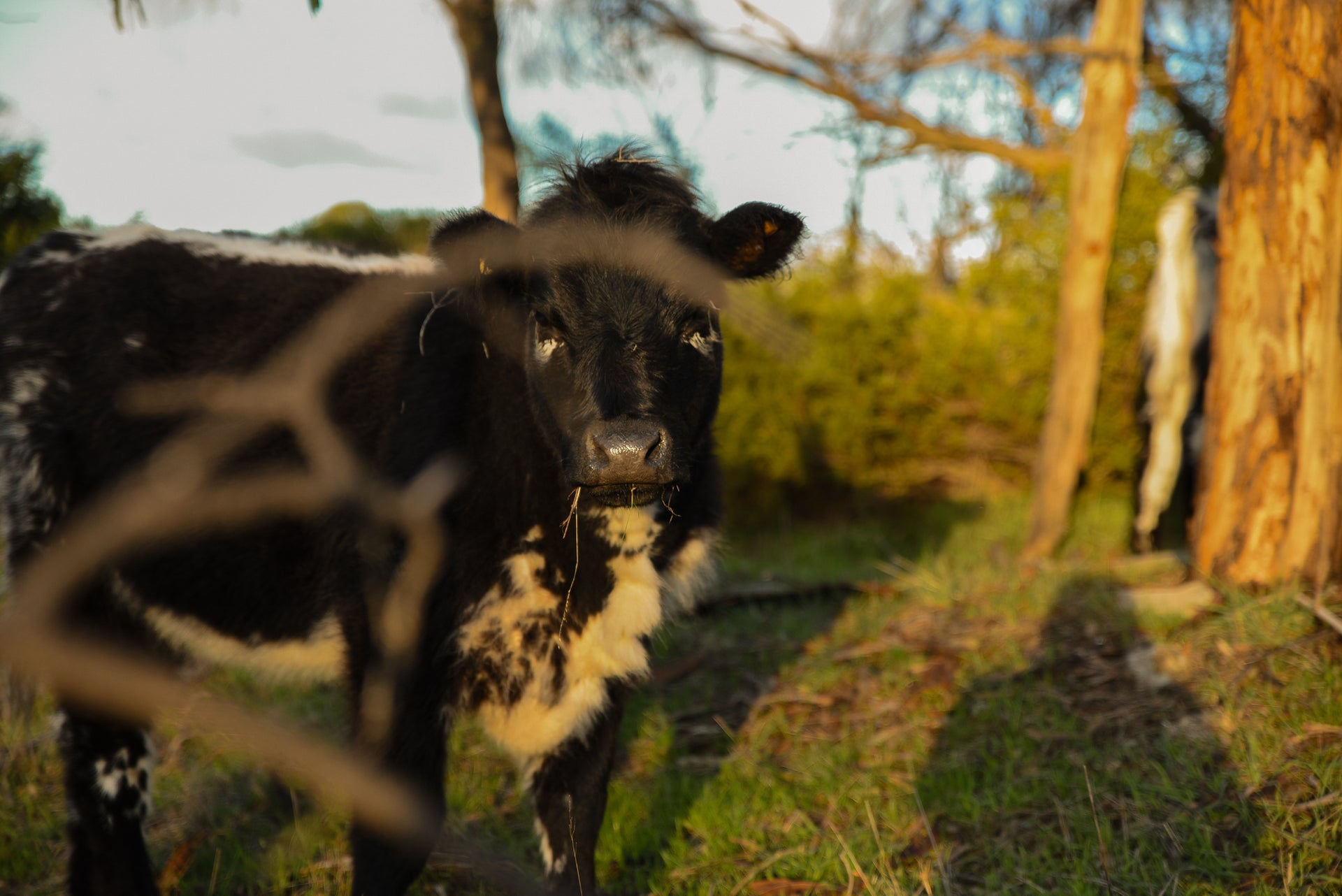 Speckle Valley Beef | Premium Grass-Fed Beef from the Adelaide Hills